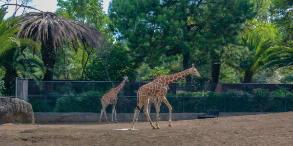 Cinco motivos para visitar el Zoológico de Chapultepec - Blog | BelAir ...